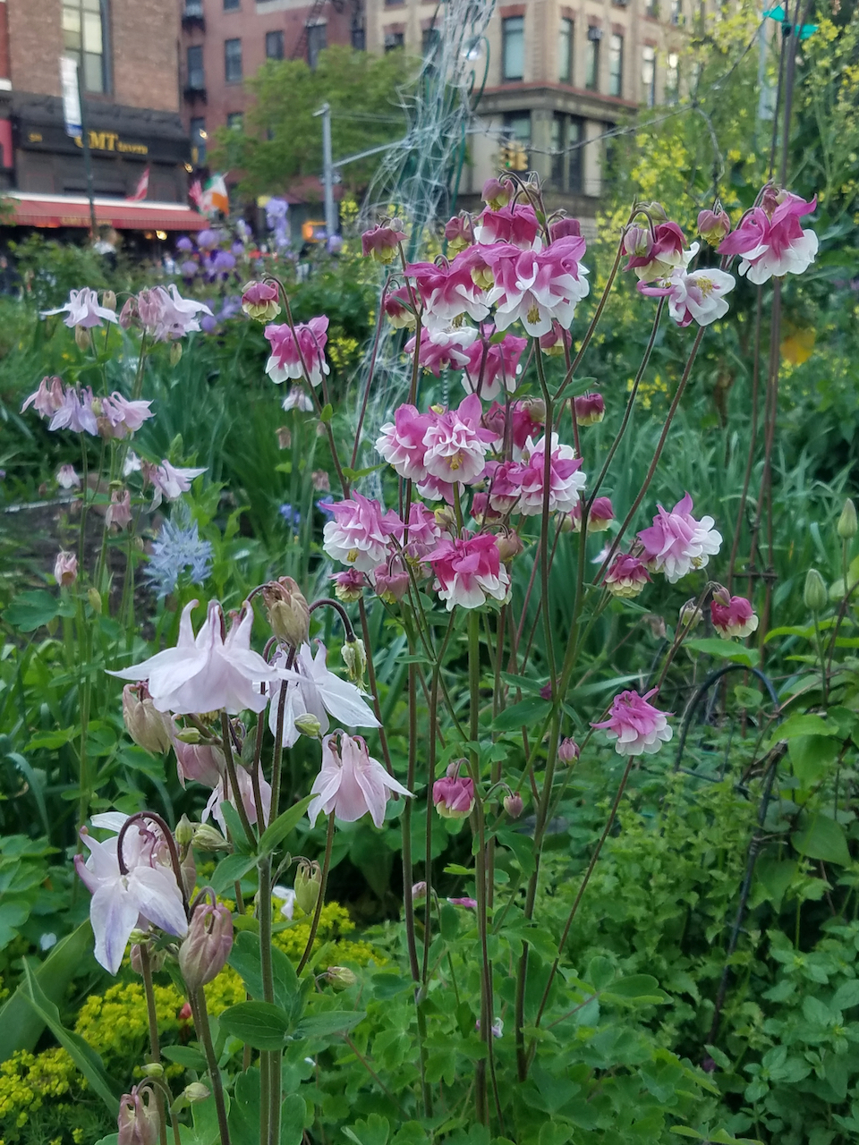 LaGuardia Corner Garden - Community Gardening in NY at its best. Open ...